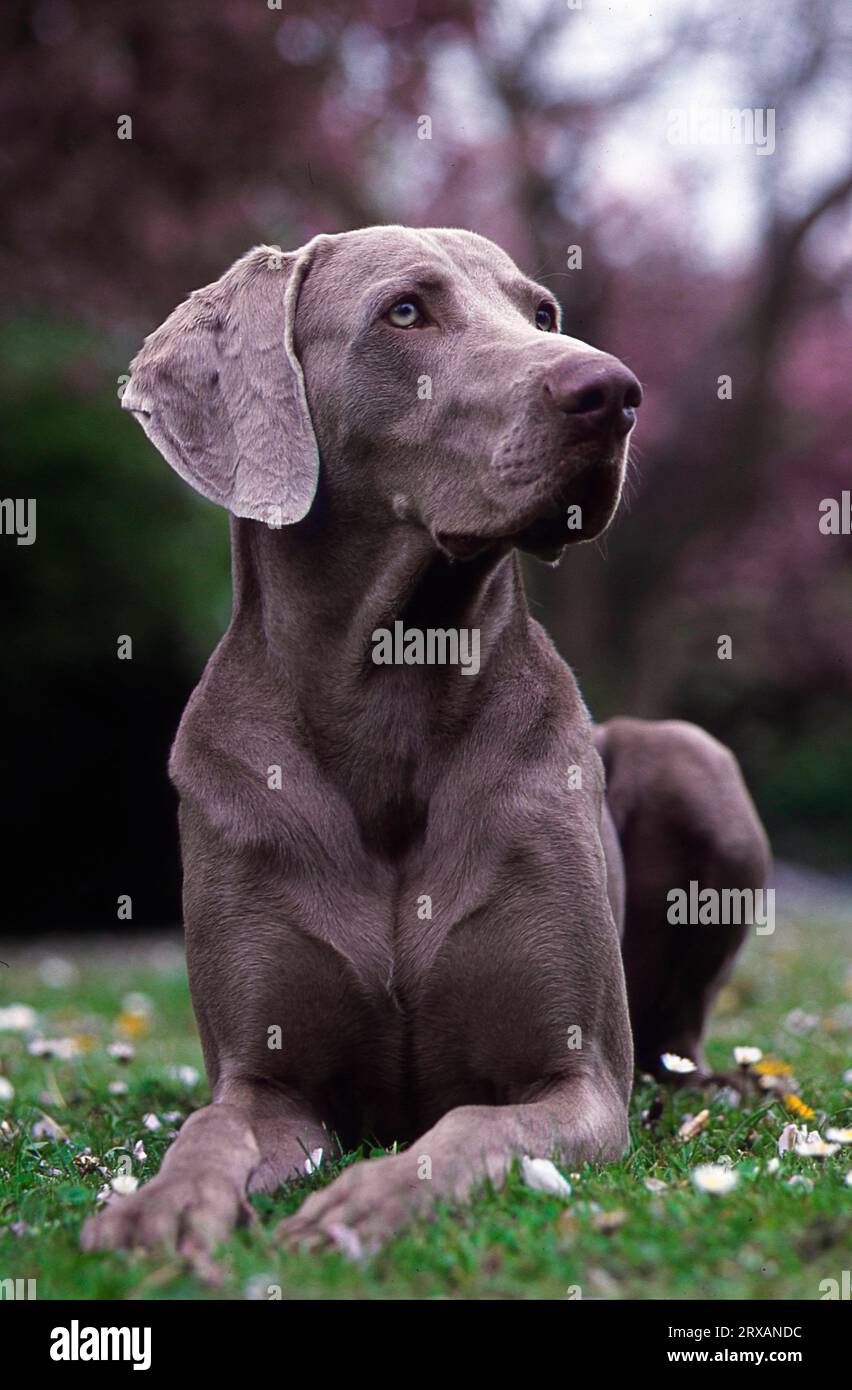 Weimaraner pedigree dog hi-res stock photography and images - Alamy