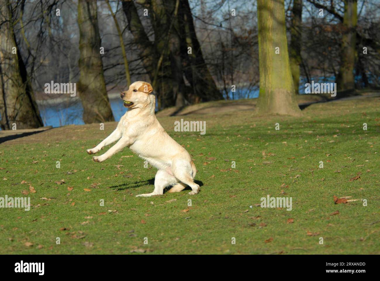 Jumping For Joy Animals