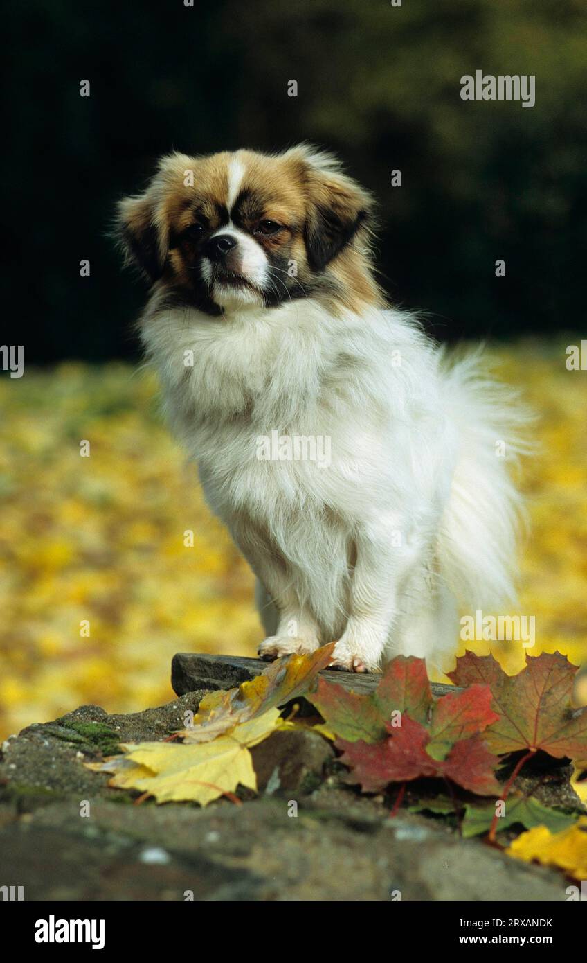 Chinese spaniel hi-res stock photography and images - Alamy