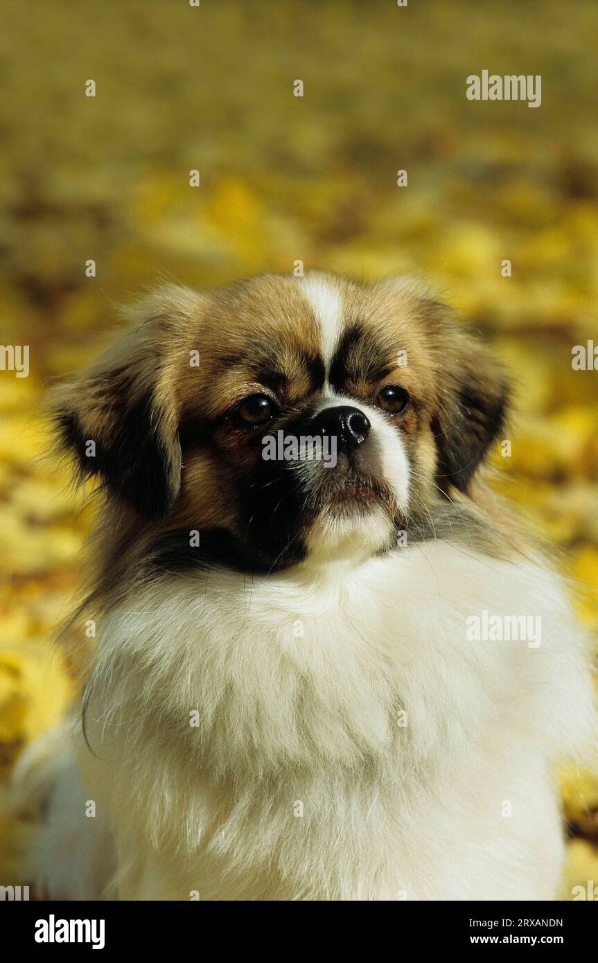 Chinese spaniel hi-res stock photography and images - Alamy