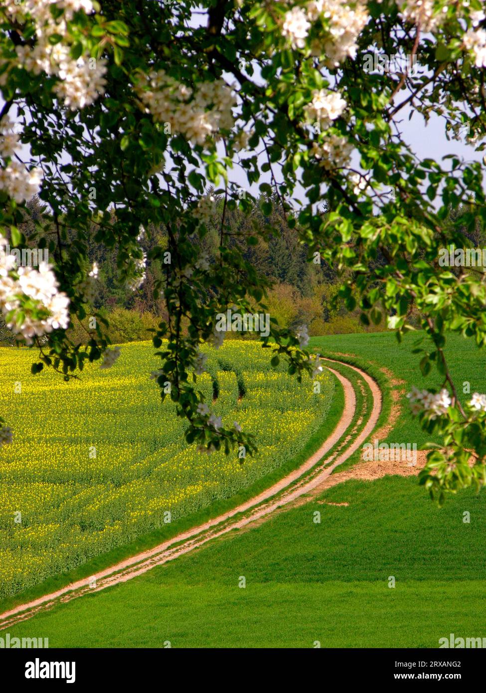 Blossoming pear tree pear tree between grain-fields and rape fields ...