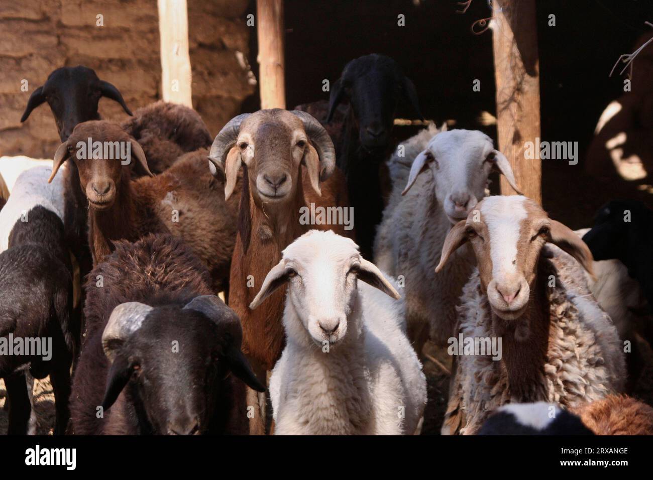 A team of sheep looks spellbound at the photographer in the old town of ...