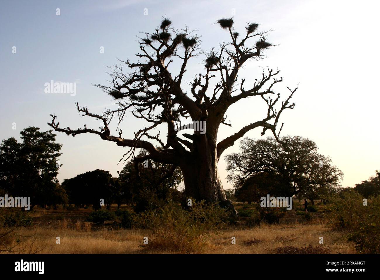 A baobab tree with several birds' nests near the Mali-Burkina border ...