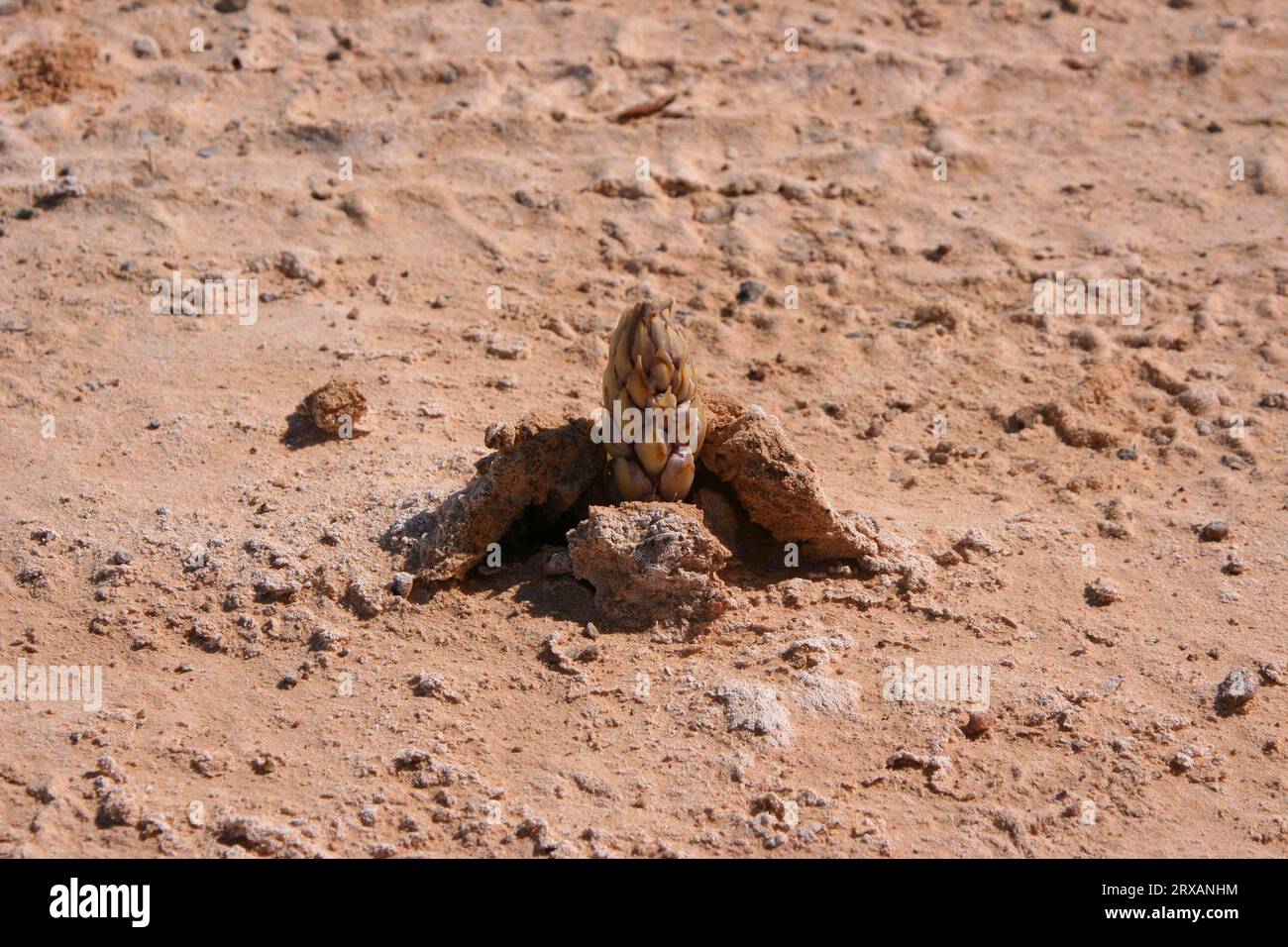 The bud of a flower pushes through the hard desert soil at Chott el ...
