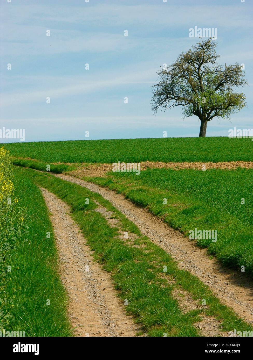 Country lane with pear tree, between rape fields and grain-fields in ...