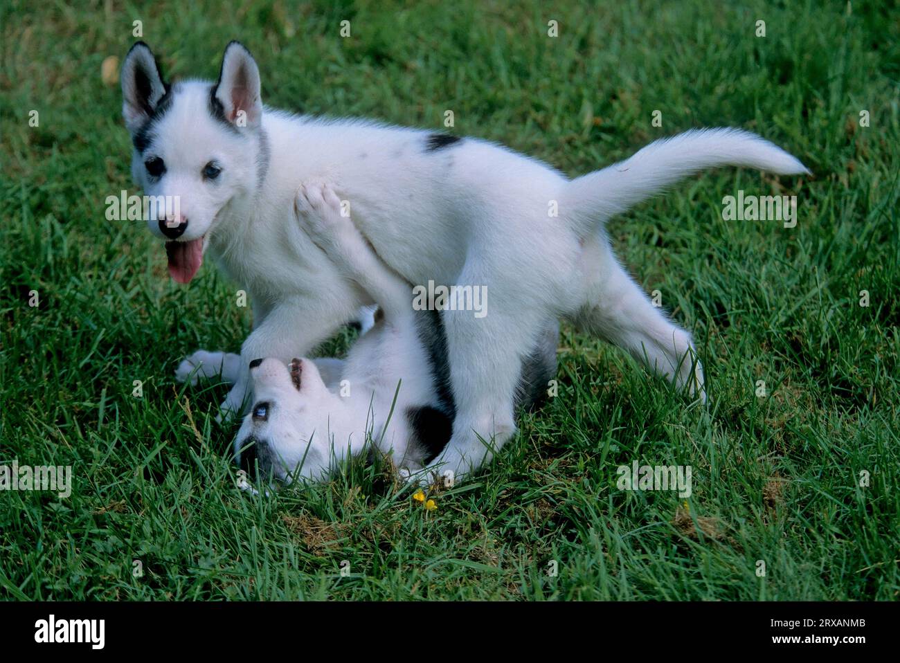 Siberian Husky, puppies playing, scuffling Stock Photo - Alamy