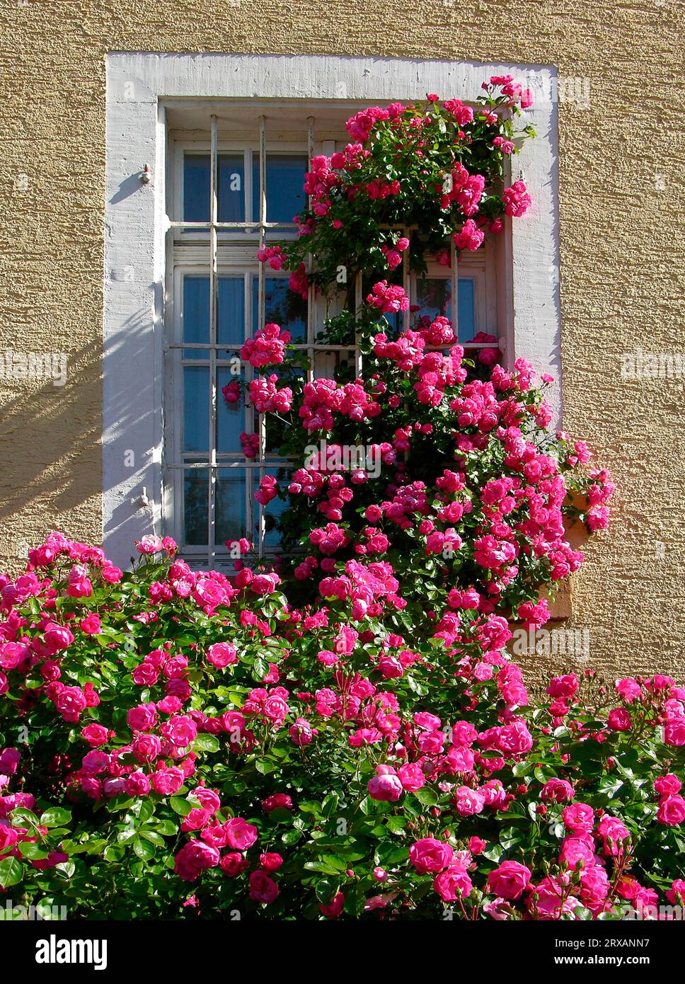 Pink flowering climbing rose hi-res stock photography and images - Alamy