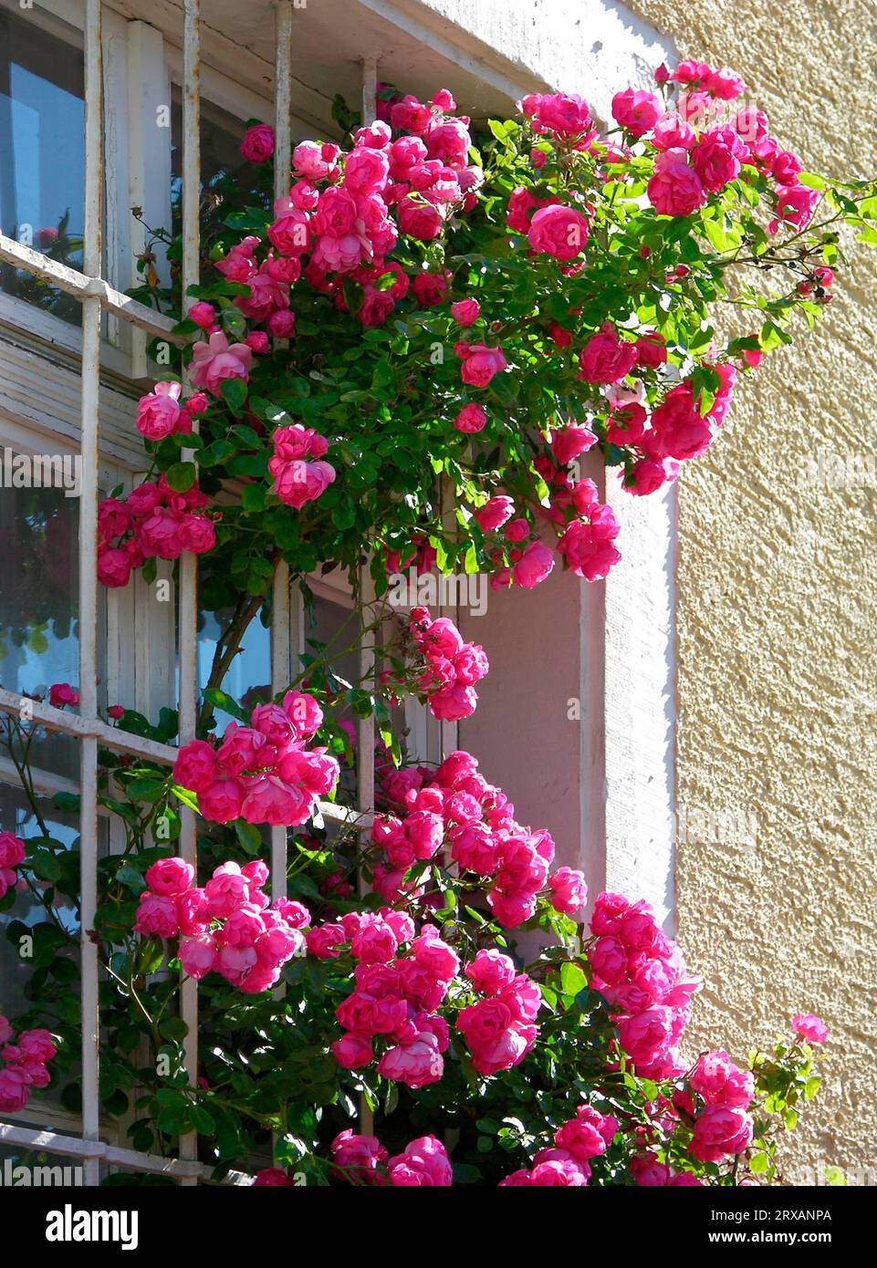 Pink climbing roses at the window Stock Photo - Alamy