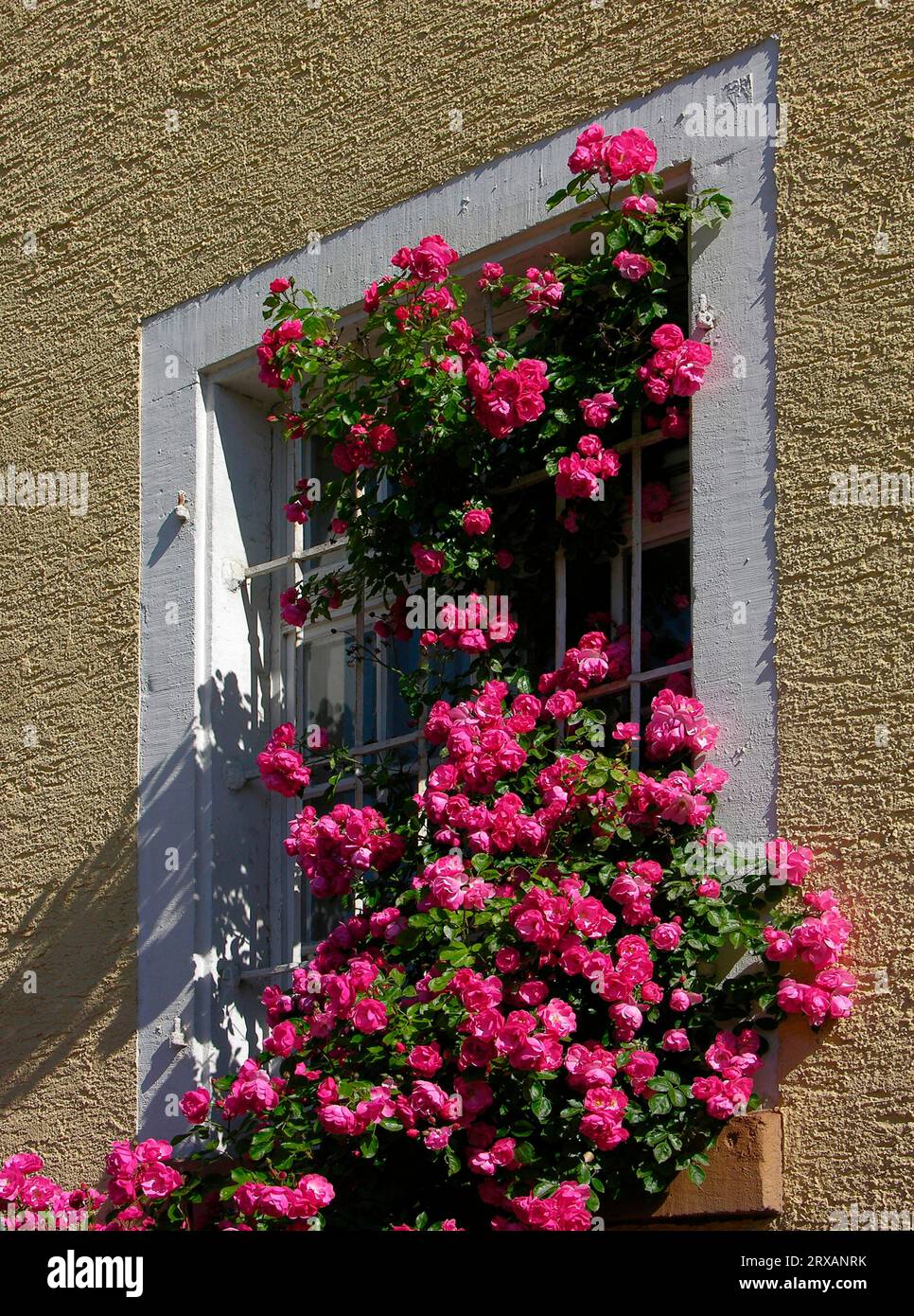 Pink climbing roses at the window Stock Photo - Alamy