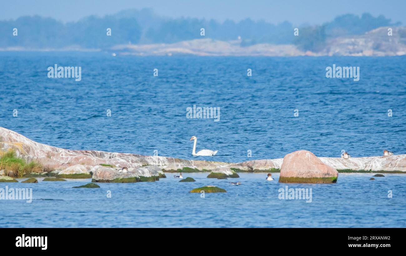Swan wallpaper and swan backgrounds hi-res stock photography and images ...