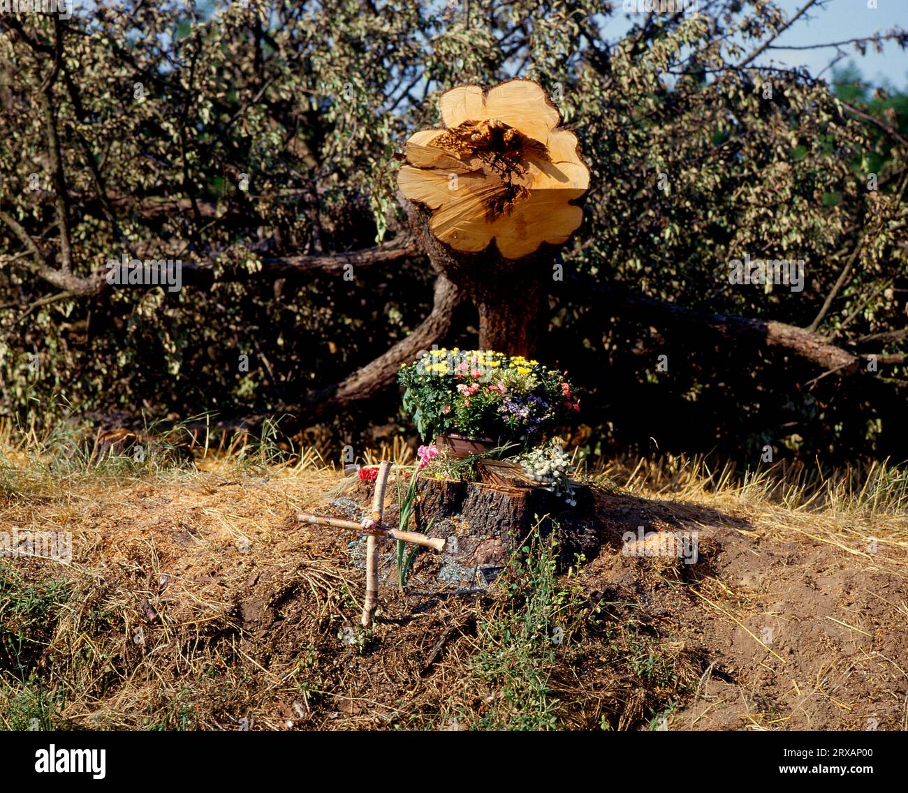 Accident death, cross with flowers in the street edge, felled pear tree ...