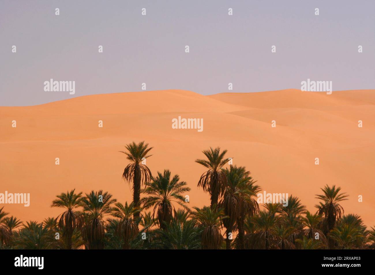 Palm trees at Lake Mandara in the dunes of Ubari, Libya Stock Photo - Alamy