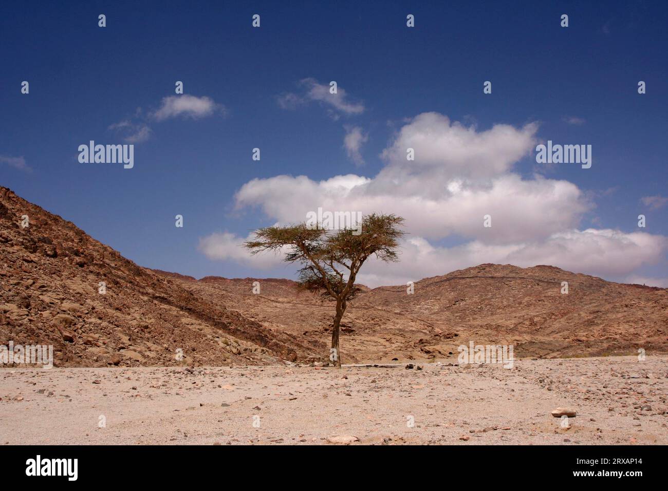 A lone acacia tree stands in a wadi on the Sinai Peninsula, Egypt Stock ...