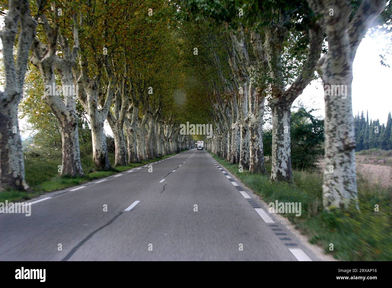Tree-lined avenue in southern France, France Stock Photo - Alamy