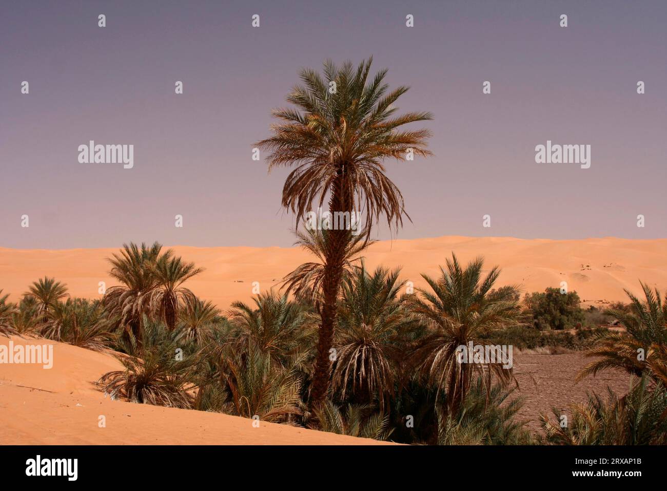 Palm trees at Lake Mandara in the dunes of Ubari, Libya Stock Photo - Alamy