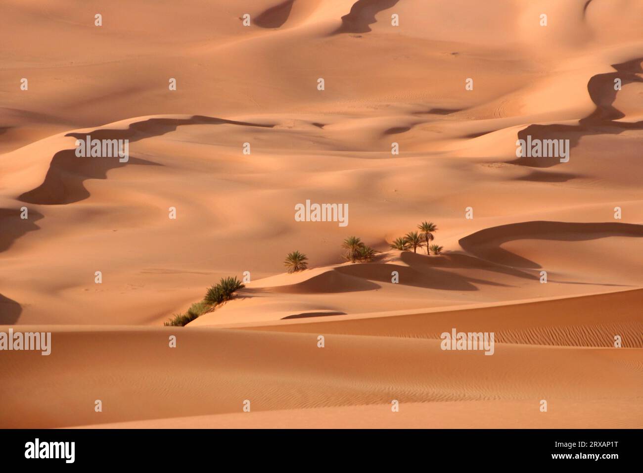 Isolated palm trees near Um el Maa in the dunes of Ubari, Libya Stock ...