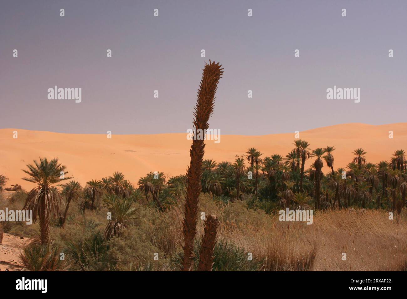 Palm tree stump at Lake Mandara in the Ubari dunes, Libya Stock Photo ...