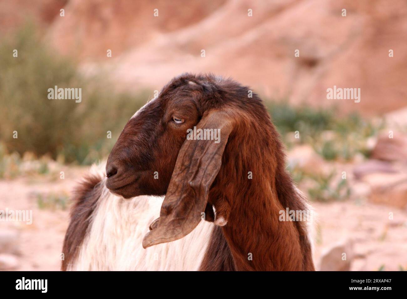 Long ear sheep hi-res stock photography and images - Alamy