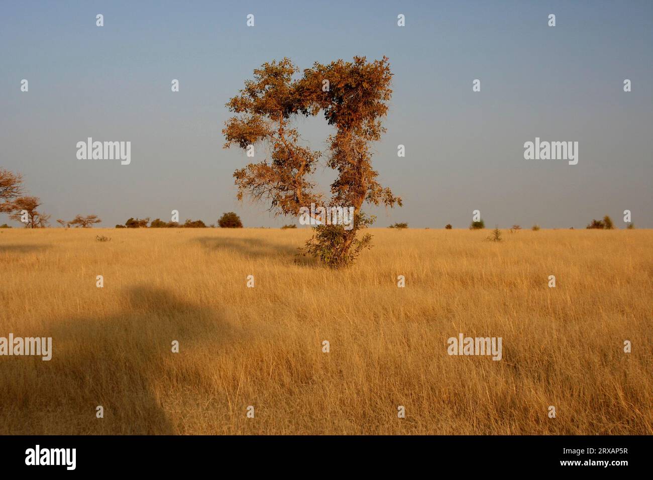 Peculiar shape hi-res stock photography and images - Alamy