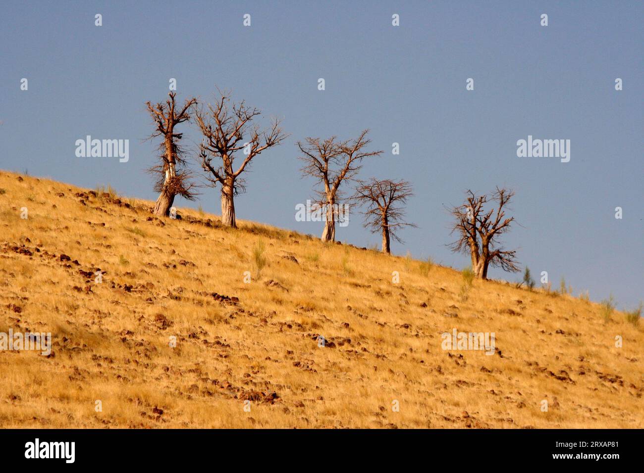 Mali baobab hi-res stock photography and images - Alamy