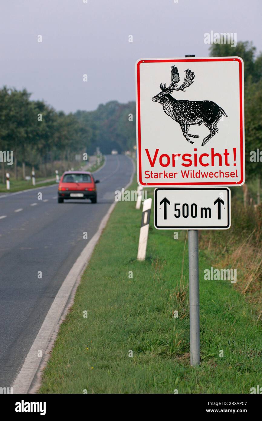 Warning sign fallow deer (Dama dama) crossing the roadway, road sign ...