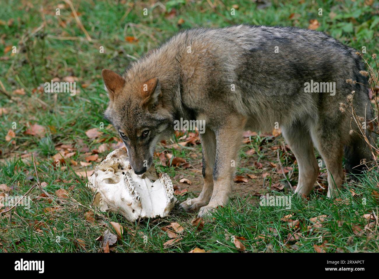Gray wolf (Canis lupus) with skull bone Stock Photo - Alamy