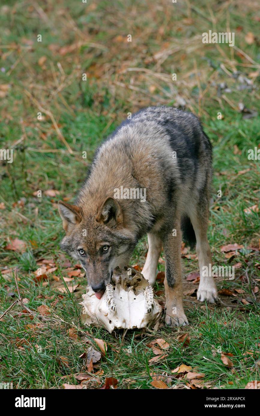 Gray wolf (Canis lupus) with skull bone Stock Photo - Alamy