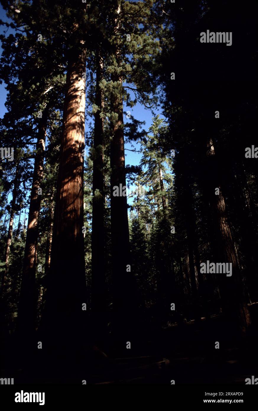The Mariposa Grove of Giant Sequoia Trees, near Yosemite’s South ...