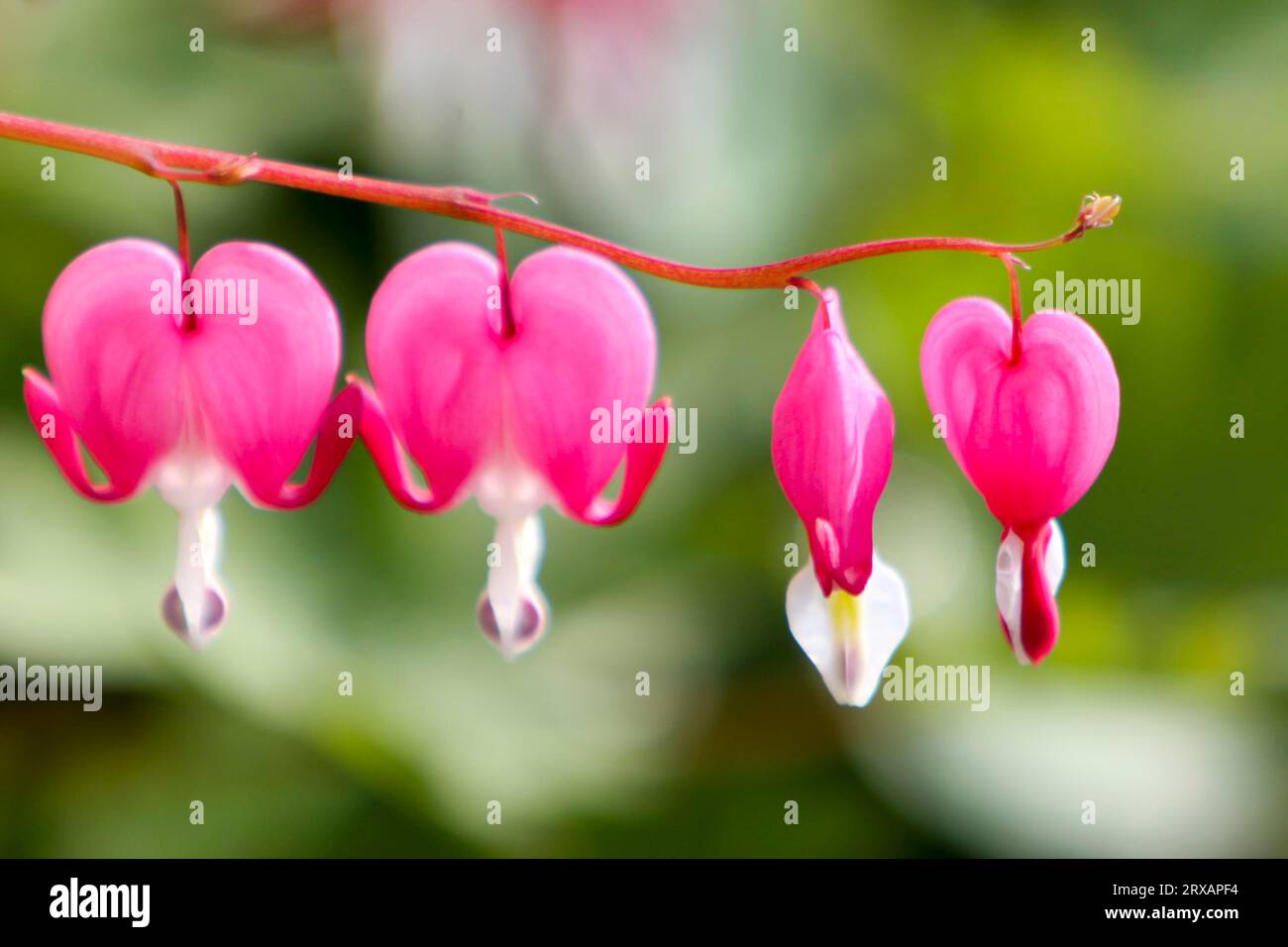 Teary hi-res stock photography and images - Alamy