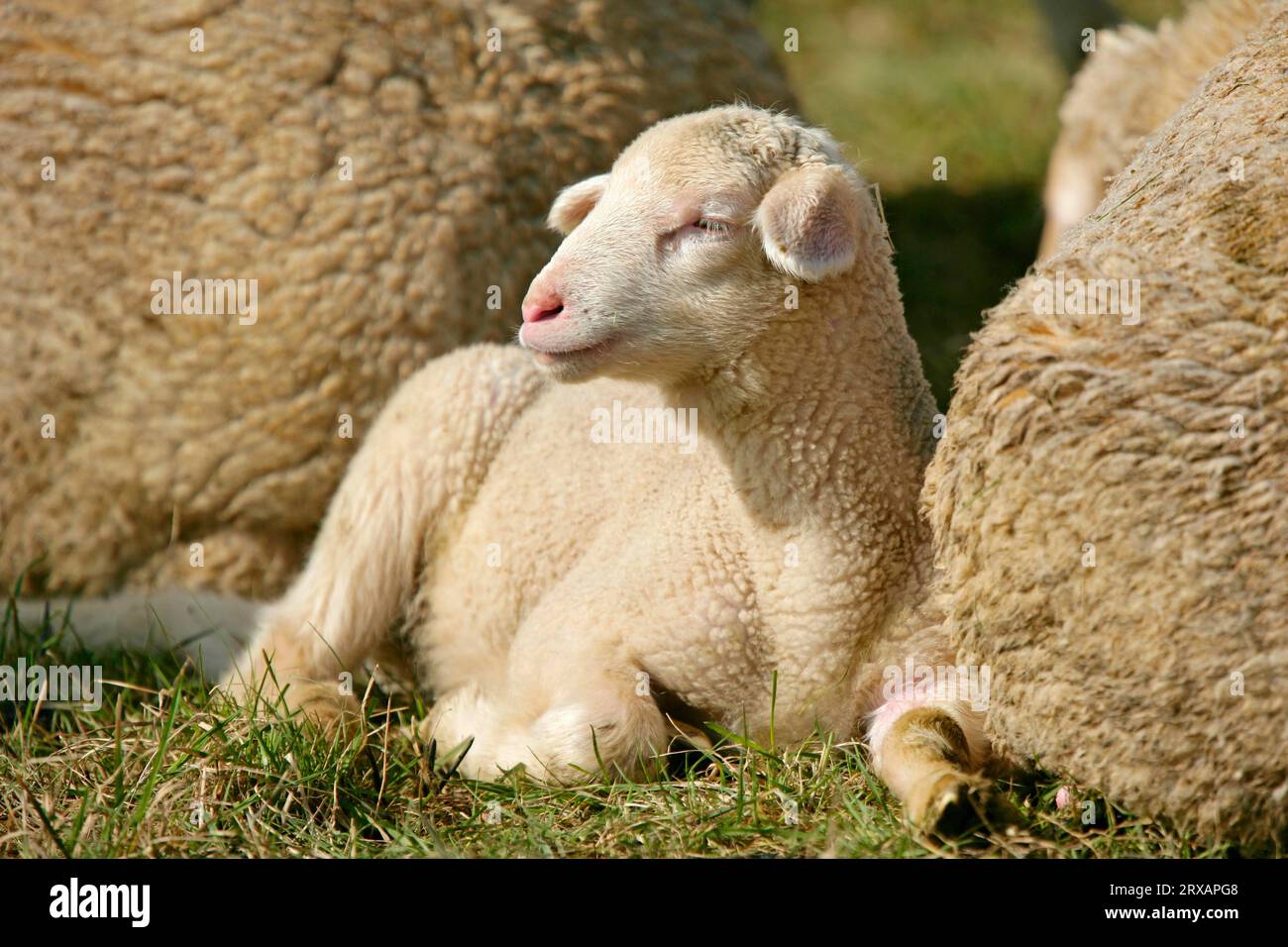 Land sheep, Merino, Lamb, Merino sheep Stock Photo - Alamy