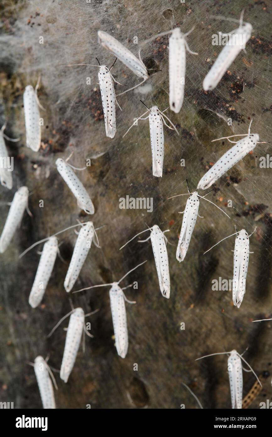 Bird cherry tree moth hi-res stock photography and images - Alamy