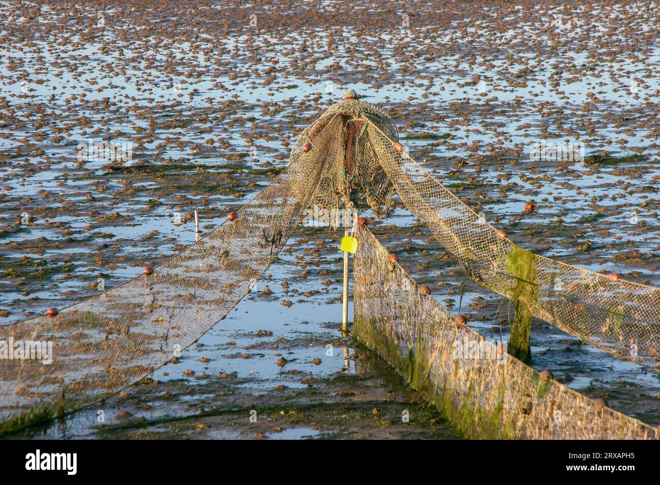 Fish trap at low tide Stock Photo - Alamy