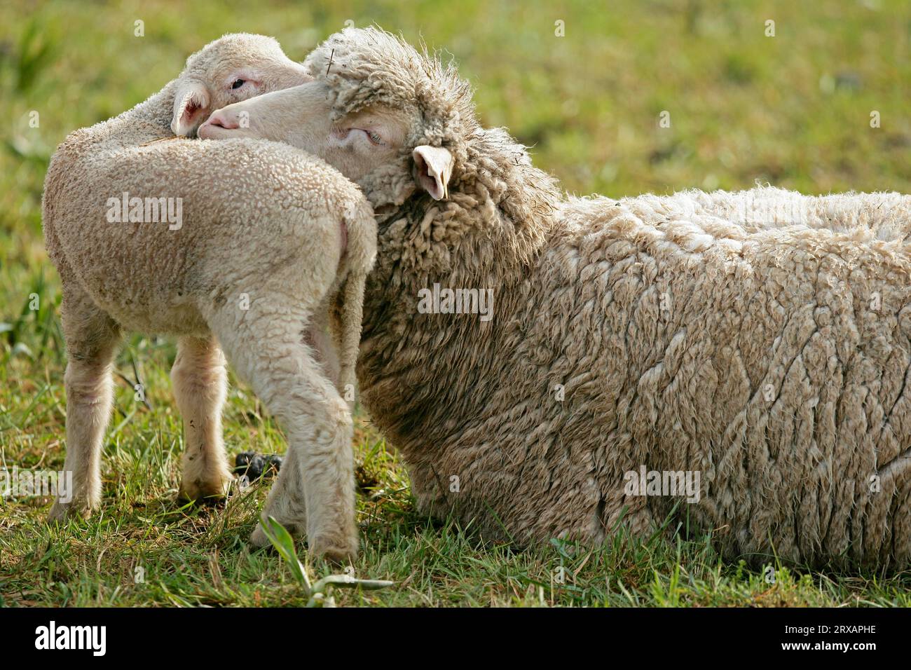 Land sheep, Merino, Lamb, Merino sheep Stock Photo - Alamy