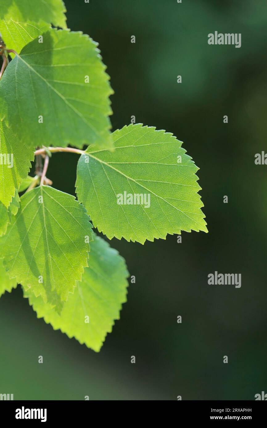 Birch tree branch with a leaf in closeup Stock Photo - Alamy
