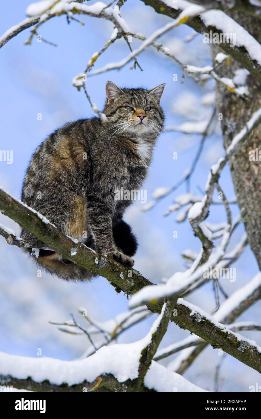 Wildcat, Common Wild Cat (Felis silvestris), Germany Stock Photo - Alamy
