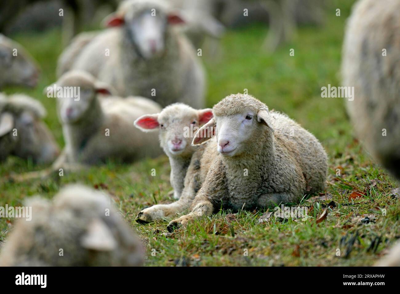 Land sheep, Merino, Lamb, Merino sheep Stock Photo - Alamy