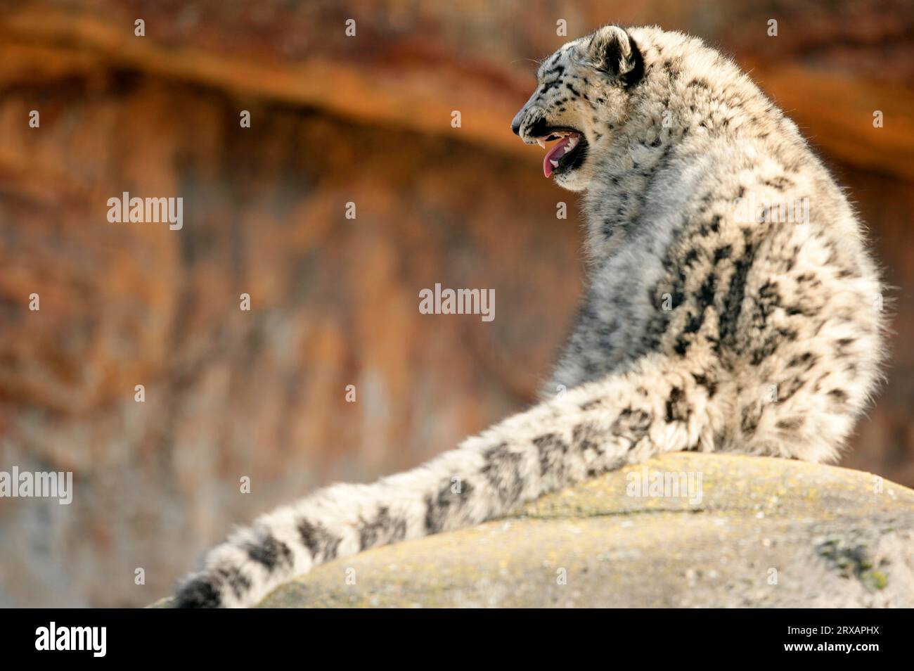 Snow leopard (Panthera) ave crux spes unica (Unica unica) unica Stock ...