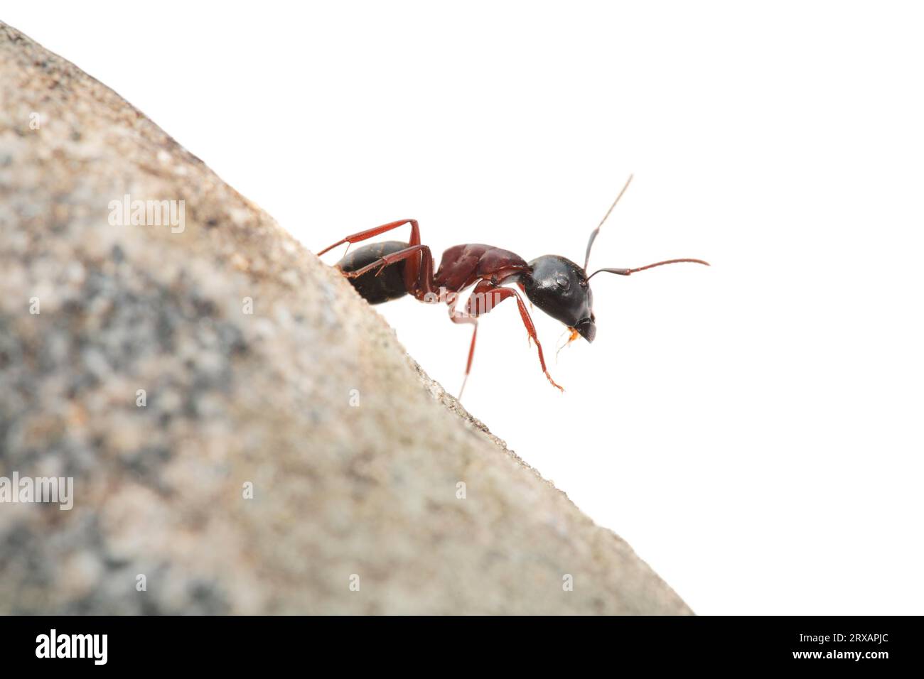 Short carpenter ant hi-res stock photography and images - Alamy
