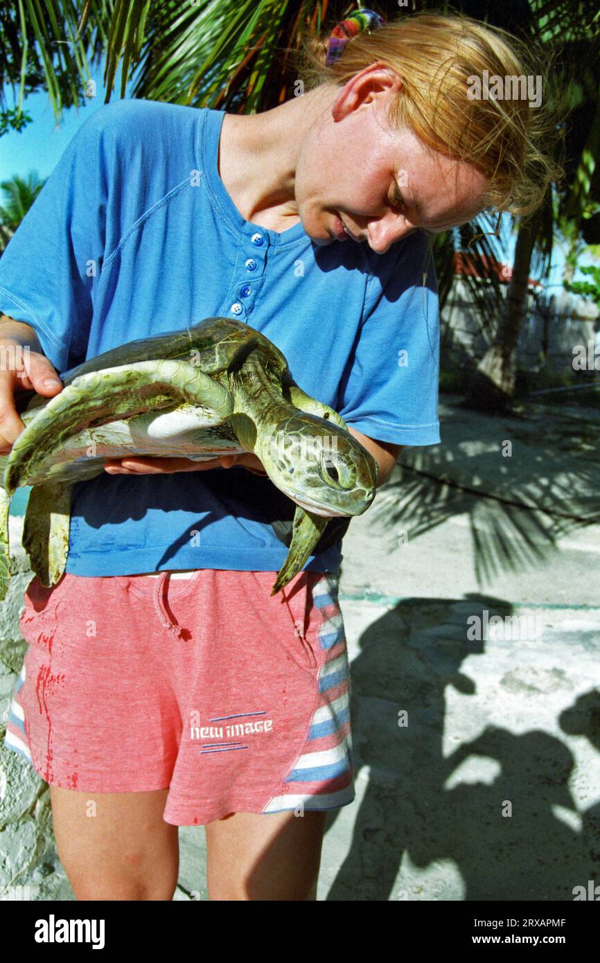 Student with sea turtle in the sea turtle breeding station Stock Photo ...