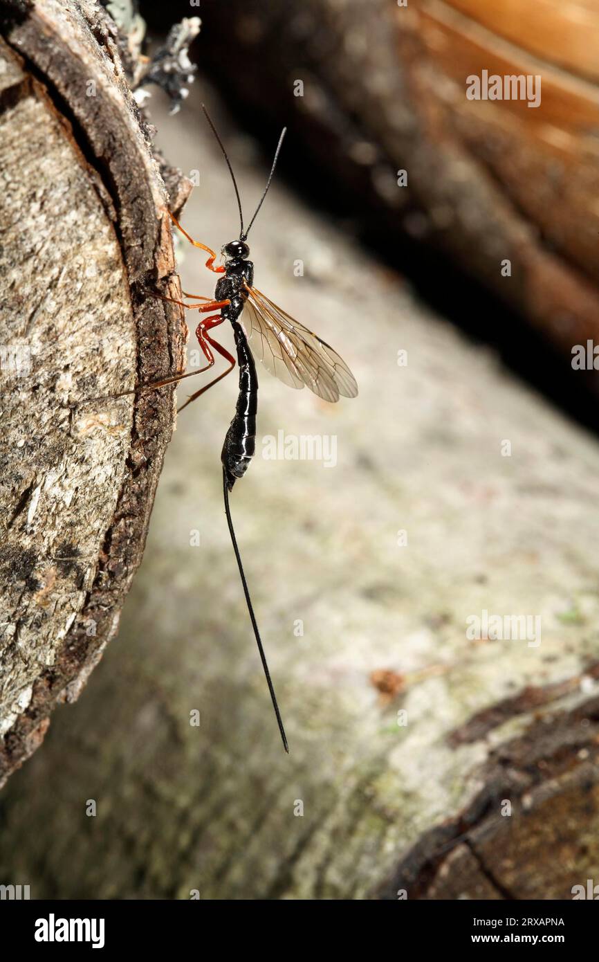 Megarhyssa Wasp (Ichneumonidae) insect species Stock Photo - Alamy
