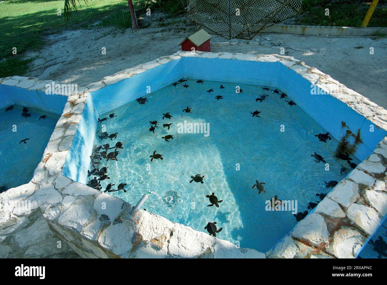 Turtle testudo hi-res stock photography and images - Alamy