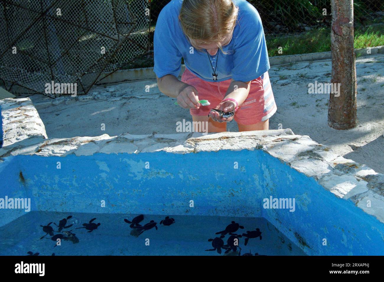 Student cleans the shells of baby turtles at the sea turtle hatchery ...