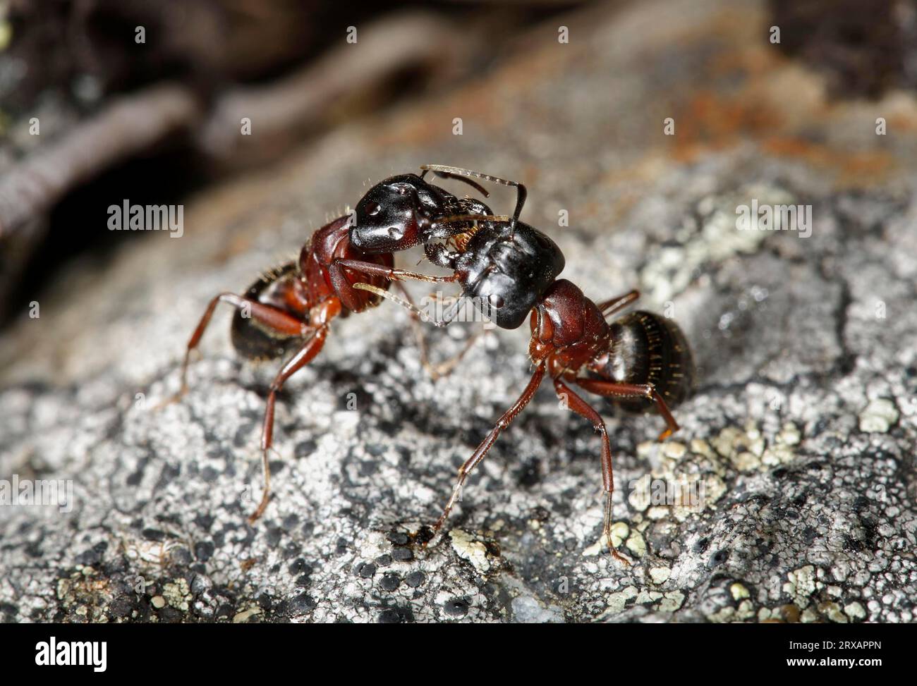 Ants communicating through chemical means Stock Photo - Alamy