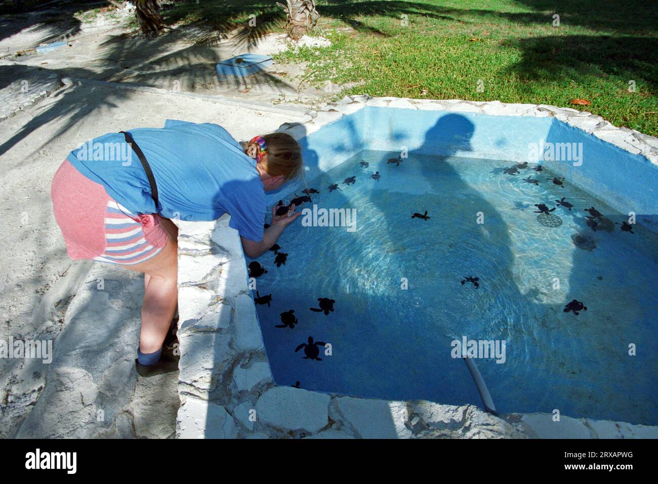 Student caring for baby turtles in the sea turtle hatchery Stock Photo ...
