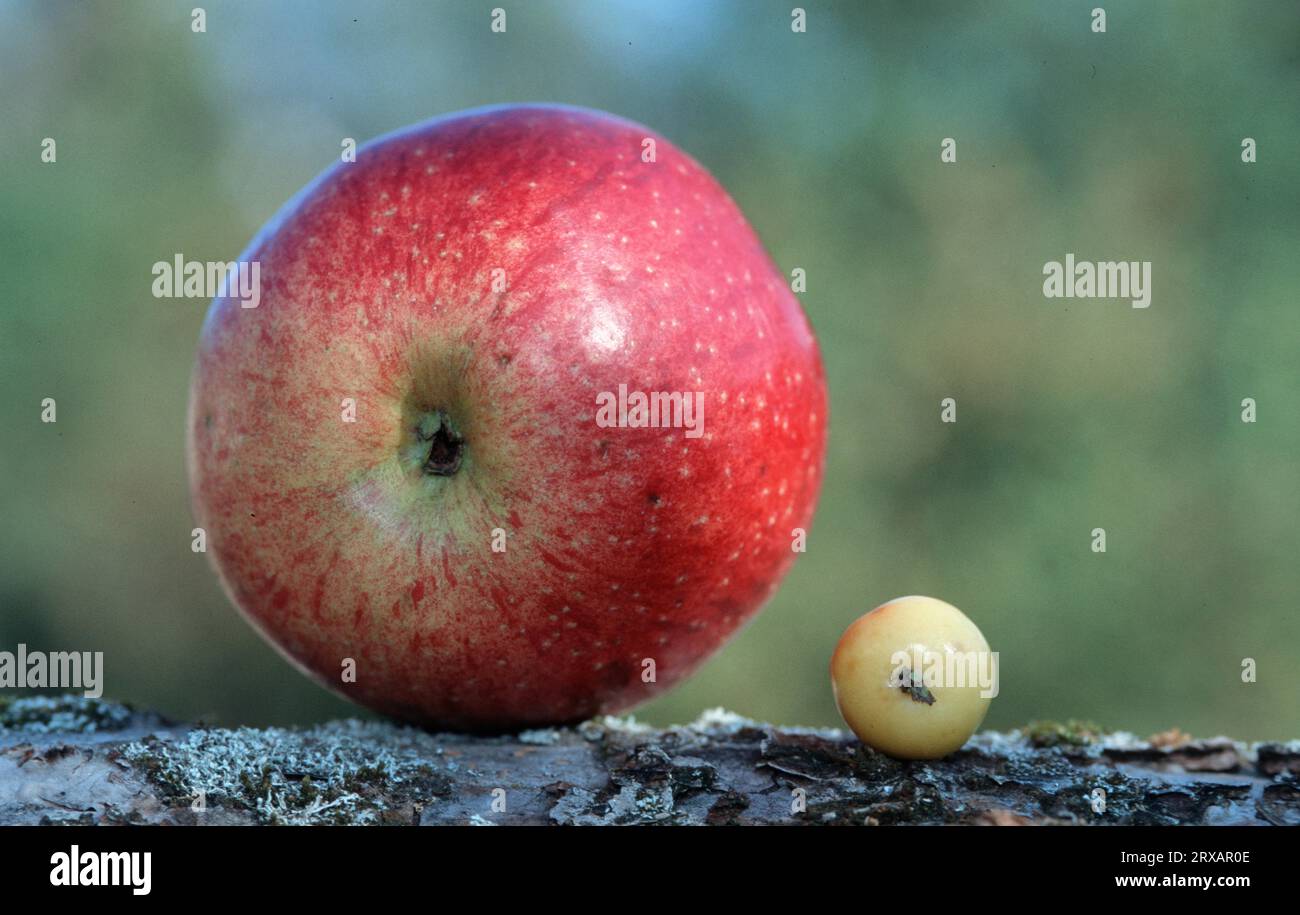Crab apple detail hi-res stock photography and images - Alamy