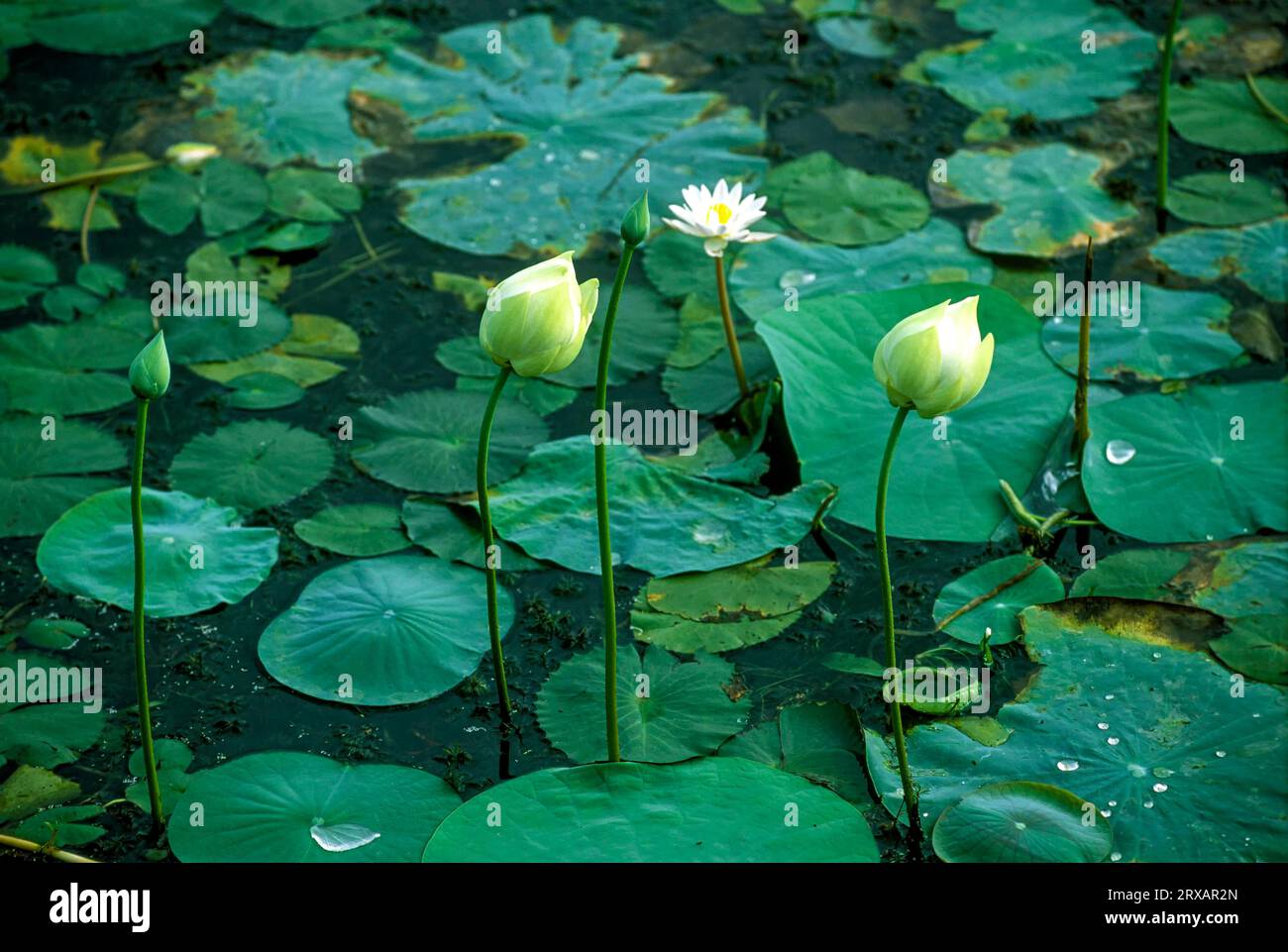 Water lily white lotus (Nymphaea lotus) flower Tamil Nadu, South India ...