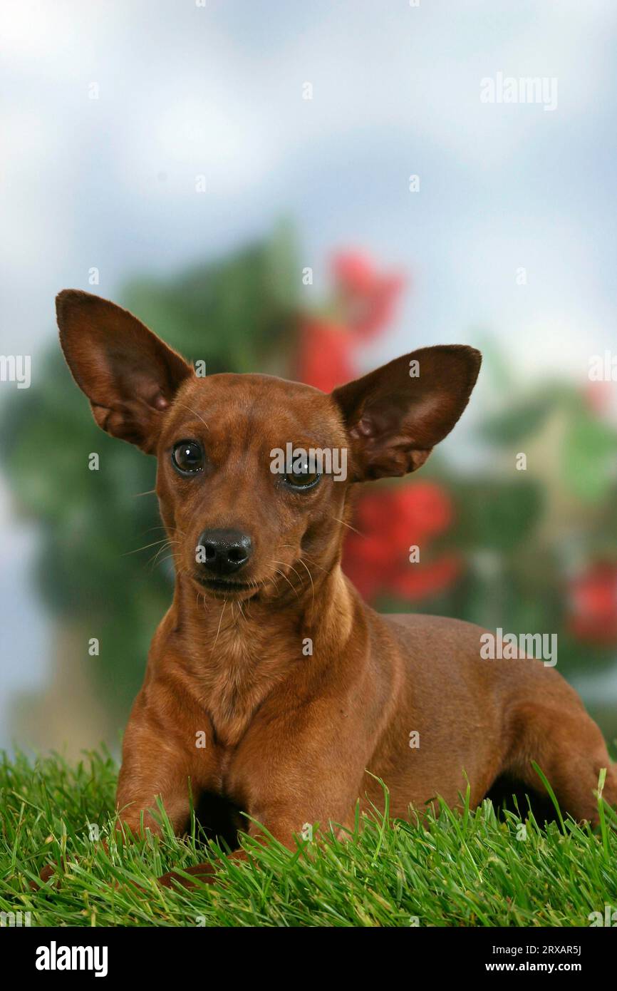 Dwarf Pinscher, Pinscher, Deer Pinscher, Dwarf Grey Pinscher Stock ...