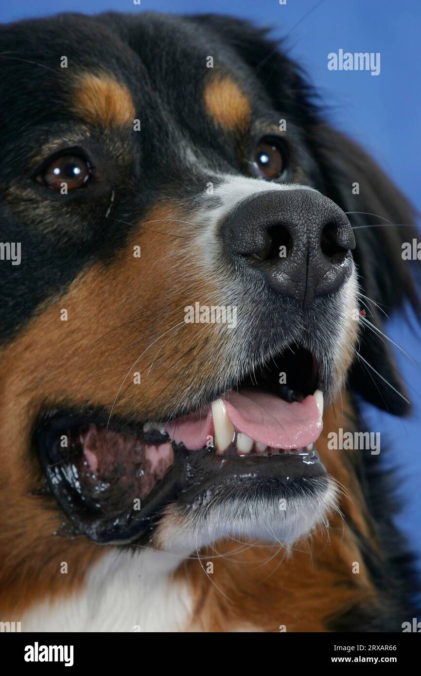 Bernese mountain dog head shot hi-res stock photography and images - Alamy