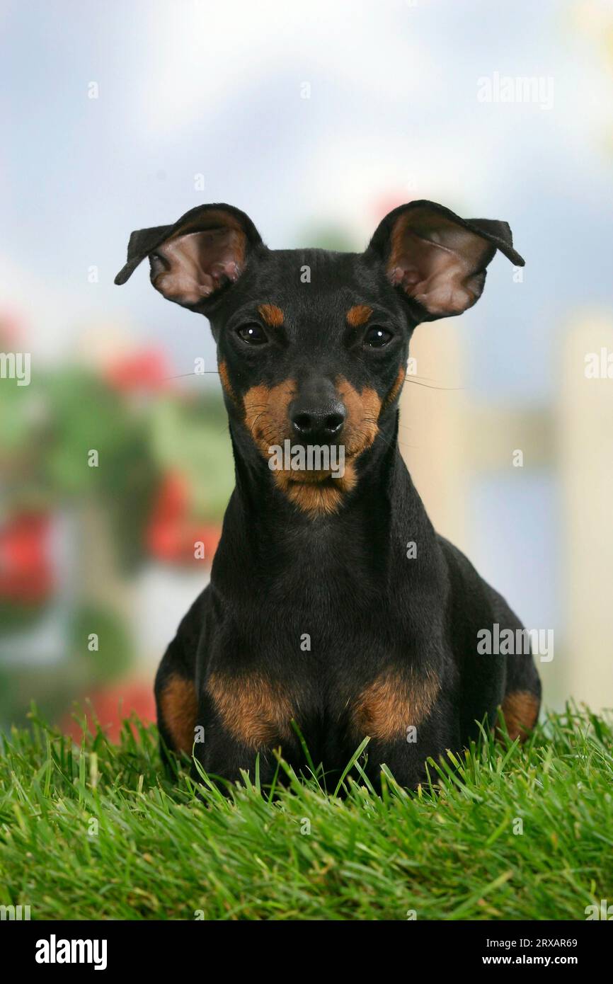 Dwarf Pinscher, Pinscher, Deer Pinscher, Dwarf Grey Pinscher Stock ...