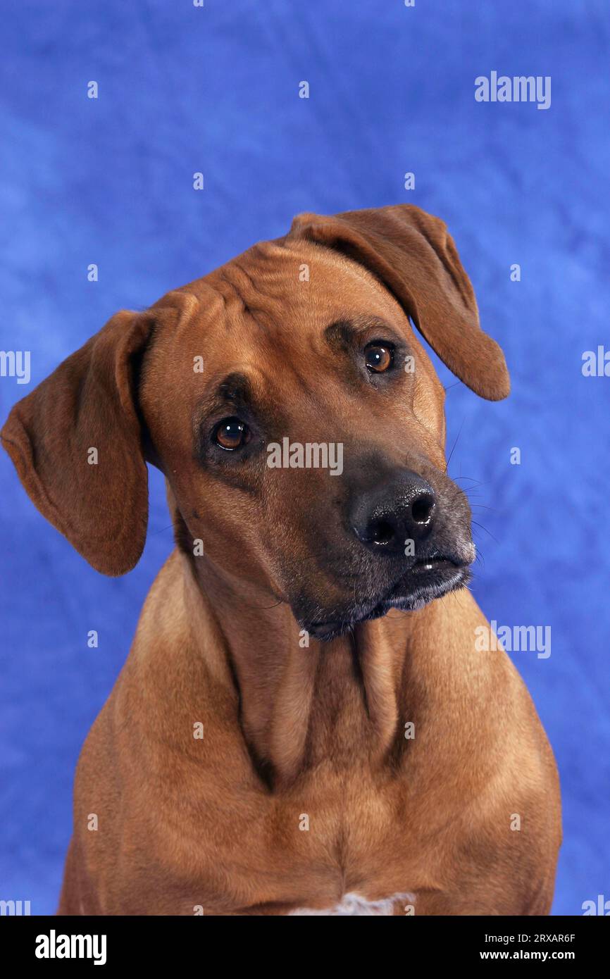 Rhodesian Ridgeback also known as African lion dog Stock Photo - Alamy